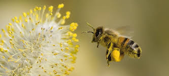 Lezing " A WORLD WITHOUT POLLINATORS? - Bugbon.nl